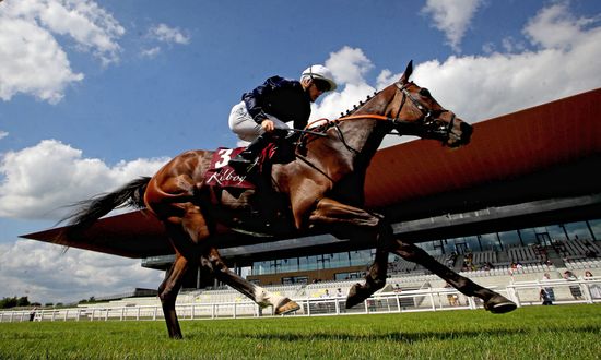 Kilboy Estate Stakes Billy Lee Onboard Editorial Stock Photo - Stock ...