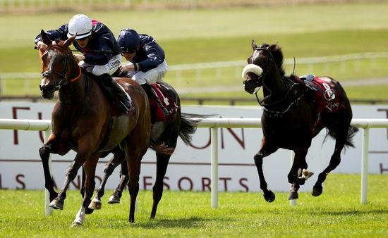 Kilboy Estate Stakes Billy Lee Onboard Editorial Stock Photo - Stock ...