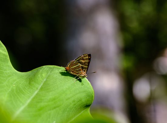 Common Silverline Cigaritis Vulcanus Butterfly Under Editorial Stock ...