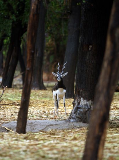 Black Buck On Rainy Day Dear Editorial Stock Photo - Stock Image ...