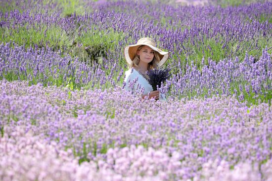 Gem Thomas Admires Lavender During Her Editorial Stock Photo - Stock ...