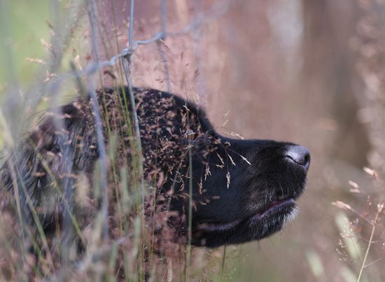 Spectators Cocker Spaniel Dog Watches Hunt Editorial Stock Photo ...