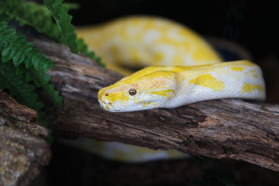 Albino Burmese Python Python Molurus Bivittatus Editorial Stock Photo ...