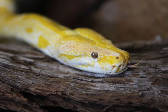 Albino Burmese Python Python Molurus Bivittatus Editorial Stock Photo ...