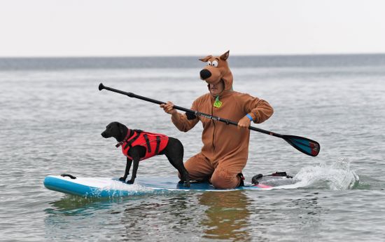 Surfing Scooby Takes Part Race His Editorial Stock Photo - Stock Image ...