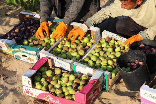 Palestinian Man Collects Figs During Harvest Editorial Stock Photo ...