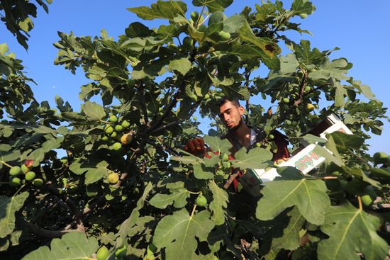 Palestinian Man Collects Figs During Harvest Editorial Stock Photo ...