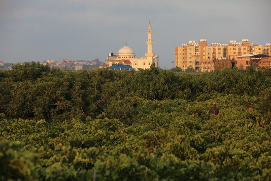 Palestinian Man Collects Figs During Harvest Editorial Stock Photo ...
