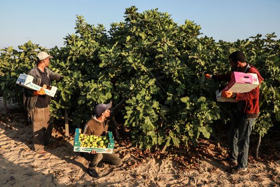 Palestinian Farmers Harvest Fig Field Gaza Editorial Stock Photo ...
