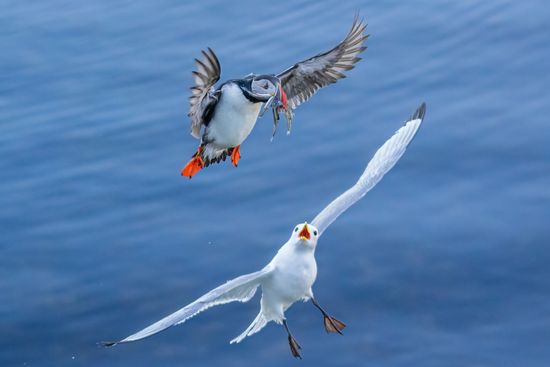 Seagull Attacks Puffin Midflight Tries Steal Editorial Stock Photo ...