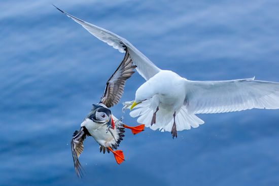 Seagull Attacks Puffin Midflight Tries Steal Editorial Stock Photo ...