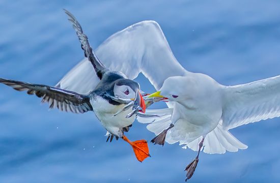 Seagull Attacks Puffin Midflight Tries Steal Editorial Stock Photo ...