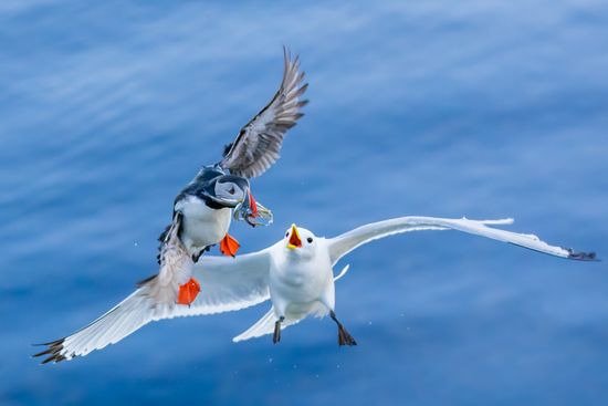 Seagull Attacks Puffin Midflight Tries Steal Editorial Stock Photo ...