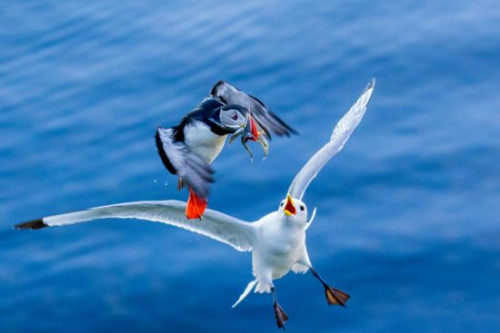 Seagull Attacks Puffin Midflight Tries Steal Editorial Stock Photo ...