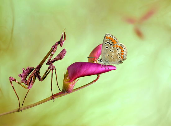 Camouflaged Empusa Mantis Stalks Butterfly Editorial Stock Photo ...