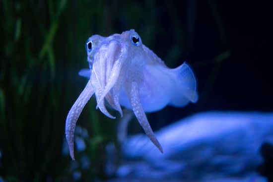 Cuttlefish Seen Ripleys Aquarium Toronto Canada Editorial Stock Photo ...