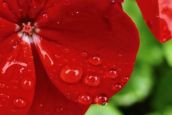 Raindrops Pool On Red Begonia Flowers Editorial Stock Photo - Stock ...