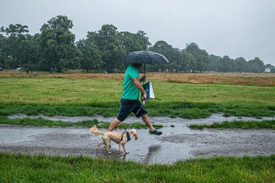 Man Walking His Jumps Over Puddle Editorial Stock Photo - Stock Image ...