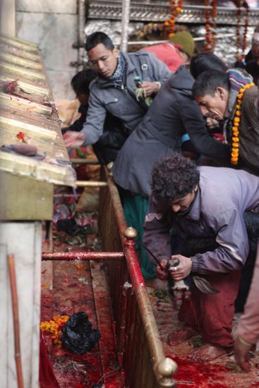 Hindu Man Sacrifices Goat Goddess Kali Editorial Stock Photo - Stock ...