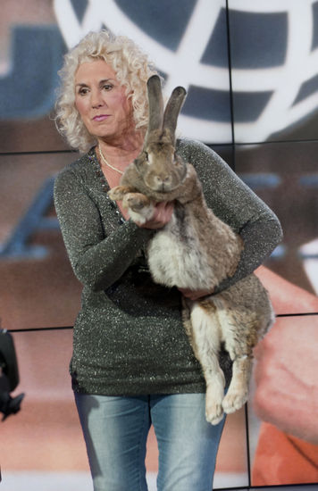 Annette Edwards Amy Giant Rabbit Editorial Stock Photo - Stock Image ...