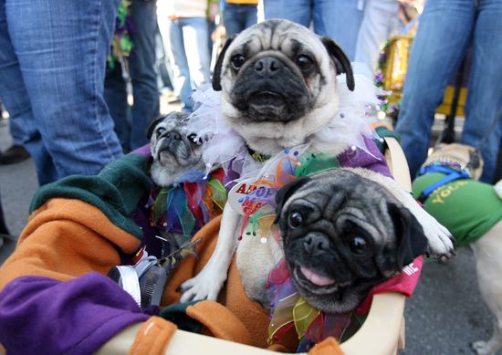 Wagon Full Pug Dogs Make Their Editorial Stock Photo - Stock Image ...