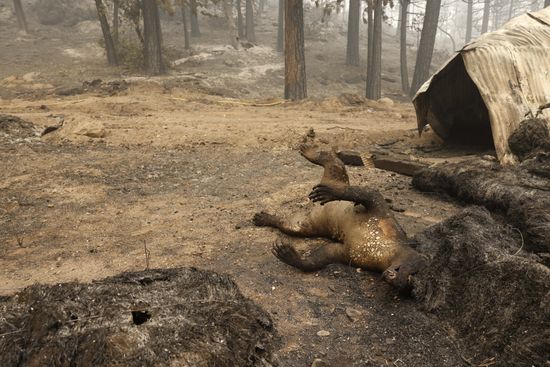 Dead Brown Bear Destroyed Hay Barn Editorial Stock Photo - Stock Image ...