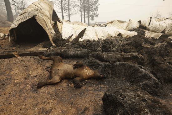 Dead Brown Bear Destroyed Hay Barn Editorial Stock Photo - Stock Image ...