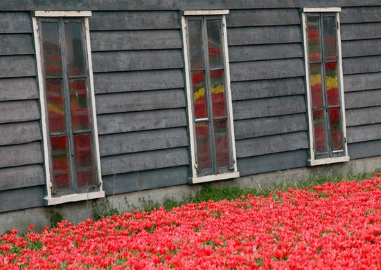 Field Multicolored Tulips Reflect Windows Barn Editorial Stock Photo ...