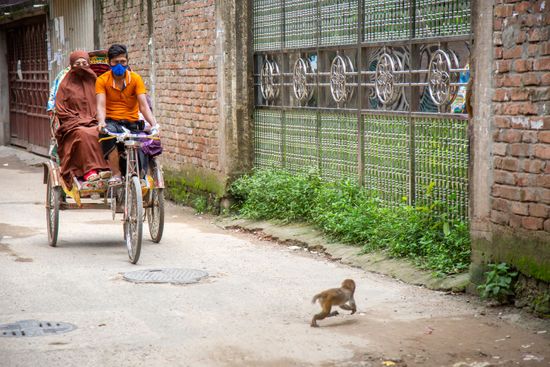 Infant Wild Rhesus Macaque Monkey Cross Editorial Stock Photo - Stock ...