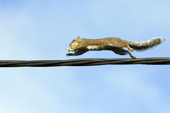 Squirrel Races Along Telephone Wire While Editorial Stock Photo - Stock ...