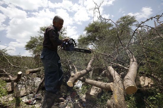 Yemeni Chops Tree Branches Electric Saw Editorial Stock Photo - Stock ...