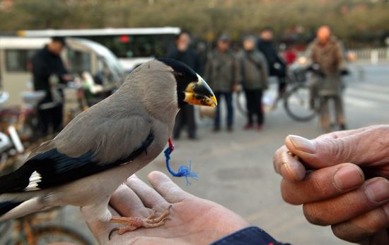 Pet Bird Pierced Metal Hook Attached Editorial Stock Photo - Stock ...