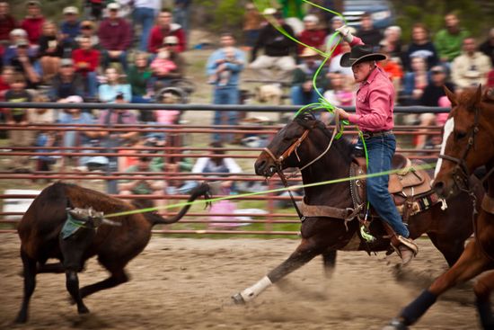 Team Ropers Rope Cow During Rodeo Editorial Stock Photo - Stock Image ...