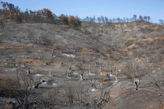 Burned Olive Grove Aftermath Fires Greece Editorial Stock Photo - Stock ...