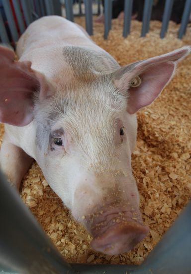 Hog Waits His Pen Judges Walk Editorial Stock Photo - Stock Image ...
