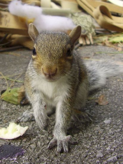 Barney Squirrel Poses Photo Editorial Stock Photo - Stock Image ...