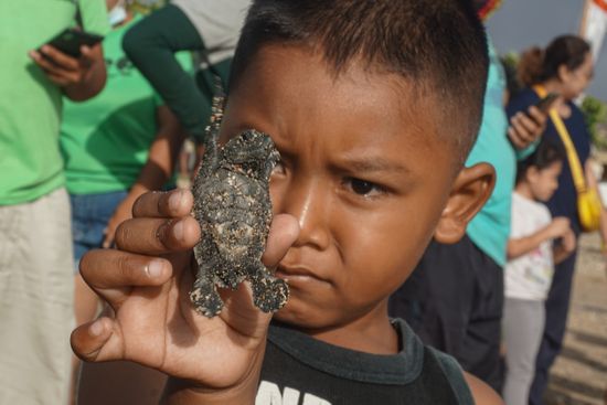 Child Shows Lekang Turtle Which Ready Editorial Stock Photo - Stock ...