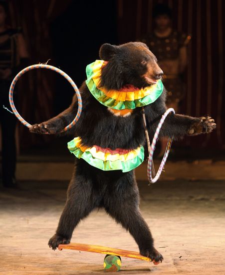 Chinese Animal Trainers Perform Bears Russian Editorial Stock Photo ...
