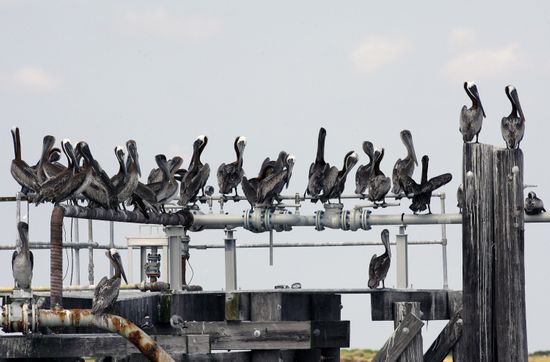 Pelicans Roost On Working Gas Well Editorial Stock Photo - Stock Image ...