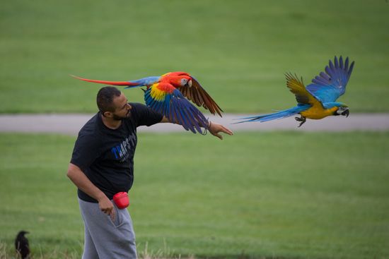 Chukey Plays His Pet Parrots Sonic Editorial Stock Photo - Stock Image ...
