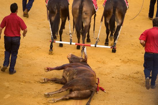 Bull Seen Dragged By Horses During Editorial Stock Photo - Stock Image ...