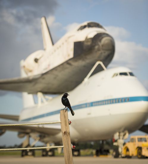 Bird Seen Near Space Shuttle Endeavour Editorial Stock Photo - Stock ...
