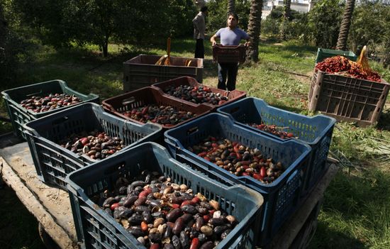Palestinian Worker Carries Dates Balah During Editorial Stock Photo ...