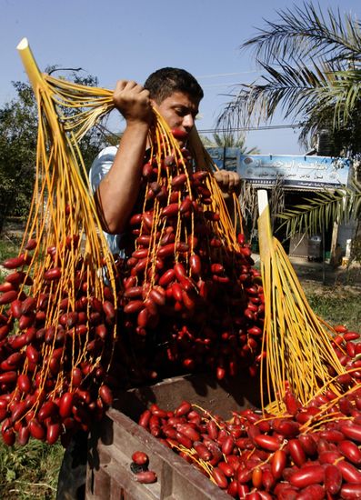Palestinian Worker Carries Dates Balah During Editorial Stock Photo ...