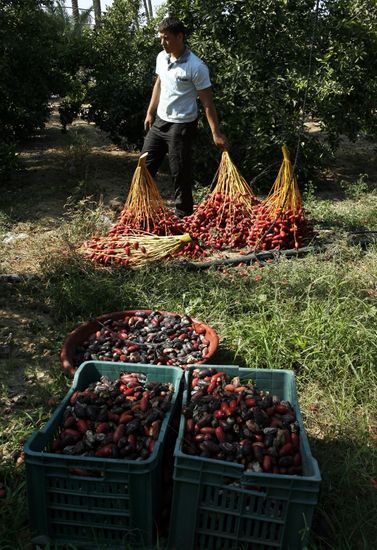 Palestinian Worker Carries Dates Balah During Editorial Stock Photo ...