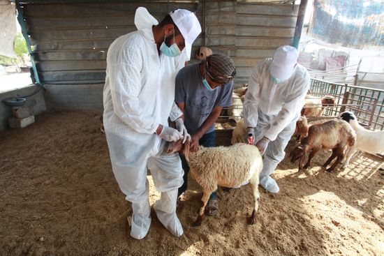 Palestinian Agriculture Workers Inject Dose Sheep Editorial Stock Photo ...