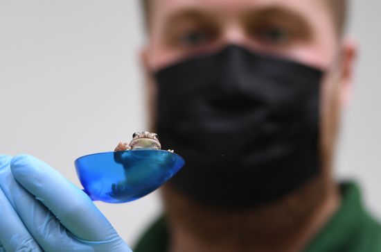Midwife Toad Placed On Scales During Editorial Stock Photo - Stock ...