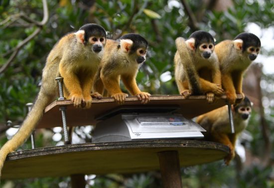 Blackcapped Squirrel Monkeys Tempted On Scales Editorial Stock Photo ...