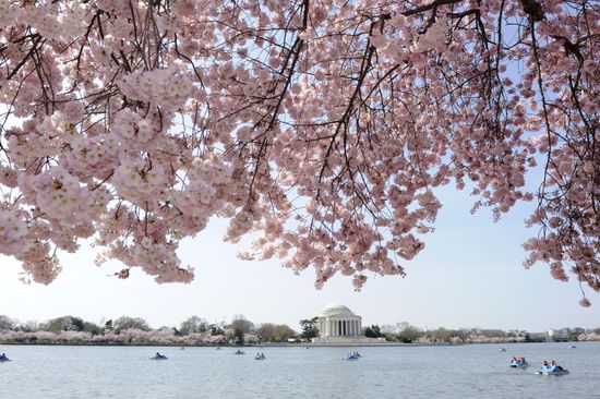 Cherry Blossoms Full Flower Jefferson Memorial Editorial Stock Photo ...