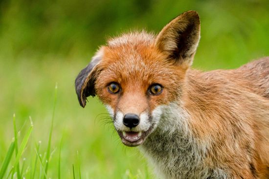 Adorable Fox Cub Has Droopy Ear Editorial Stock Photo - Stock Image ...